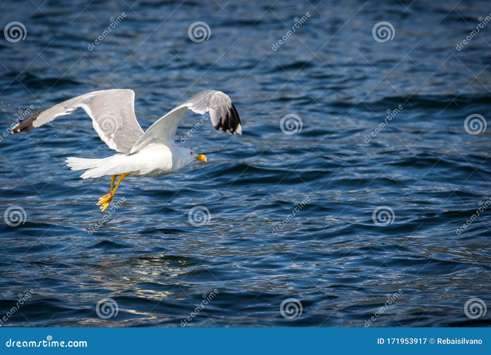 Mediterranean Seagull - Larus Michahellis Stock Image - Image of ...
