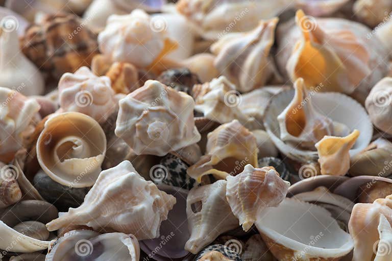 Mediterranean Shells Collected on the Beach in Cyprus 8 Stock Image ...