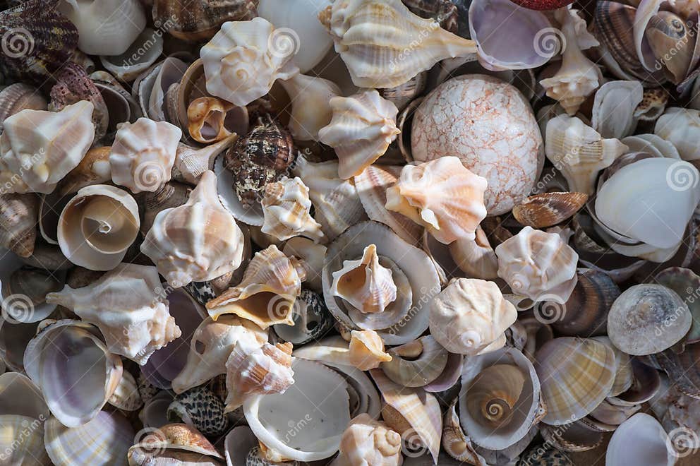 Mediterranean Shells Collected on the Beach in Cyprus 3 Stock Image ...