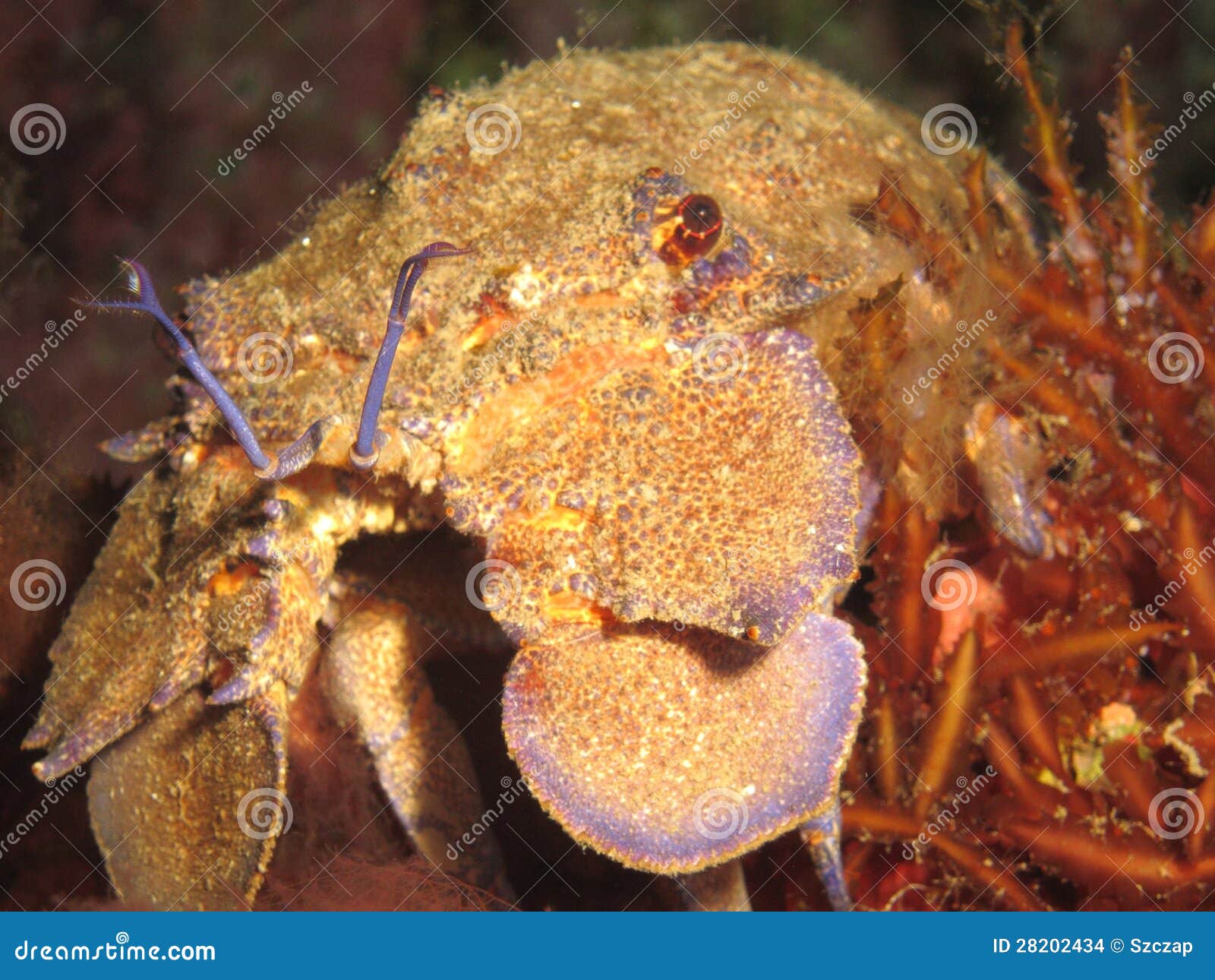 Mediterranean Slipper Lobster Stock Photo - Image of crustaceans ...