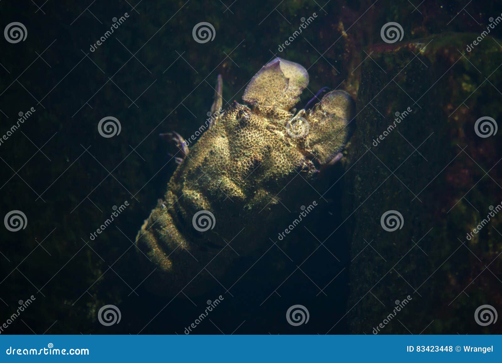 Mediterranean Slipper Lobster Scyllarides Latus Stock Photo - Image of ...