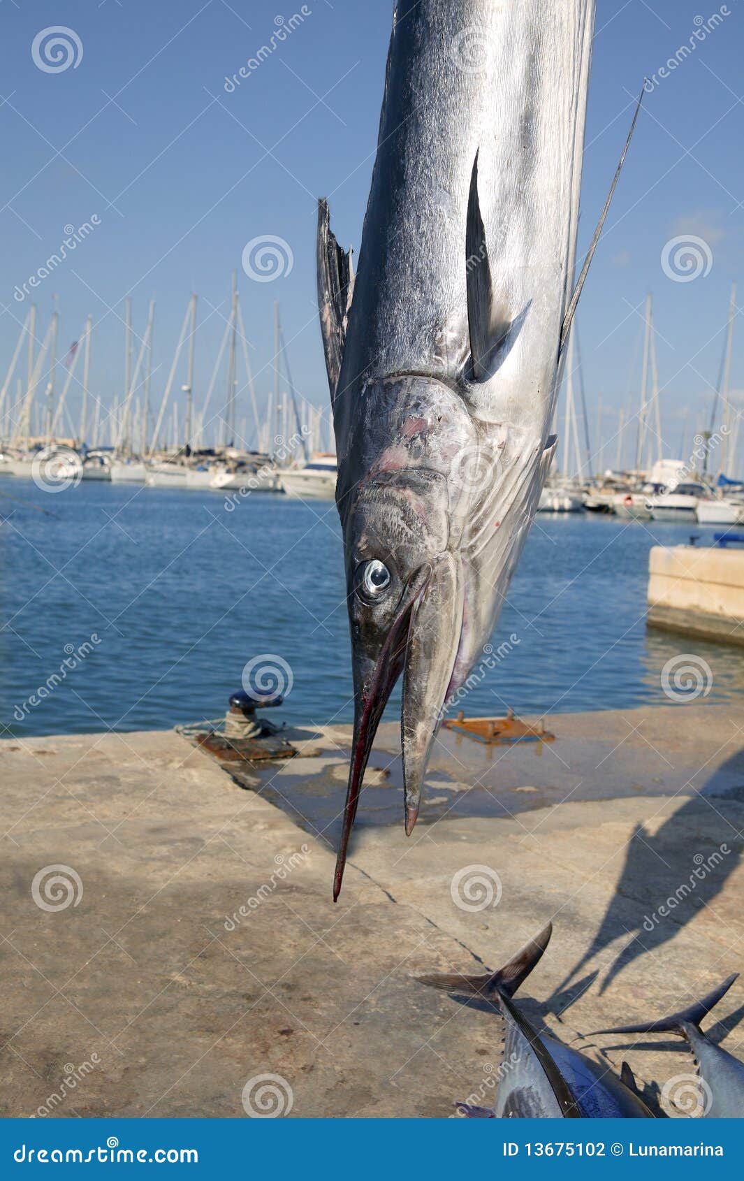 Mediterranean Spearfish Billfish Head Stock Photo - Image of fisher ...