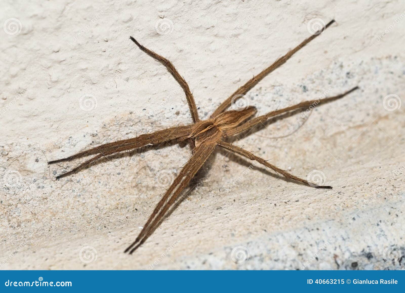 Mediterranean spider stock image. Image of isolated, house - 40663215