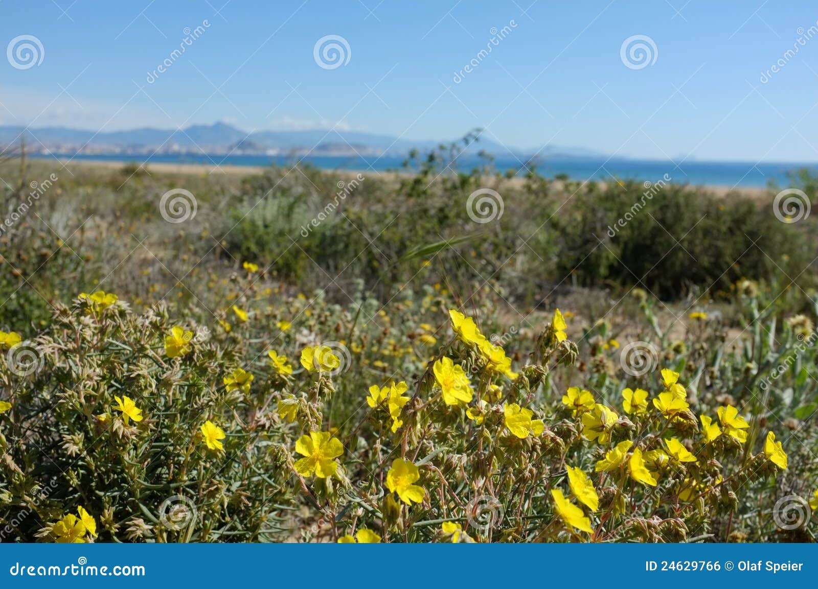 Mediterranean spring stock photo. Image of spring, bloom - 24629766