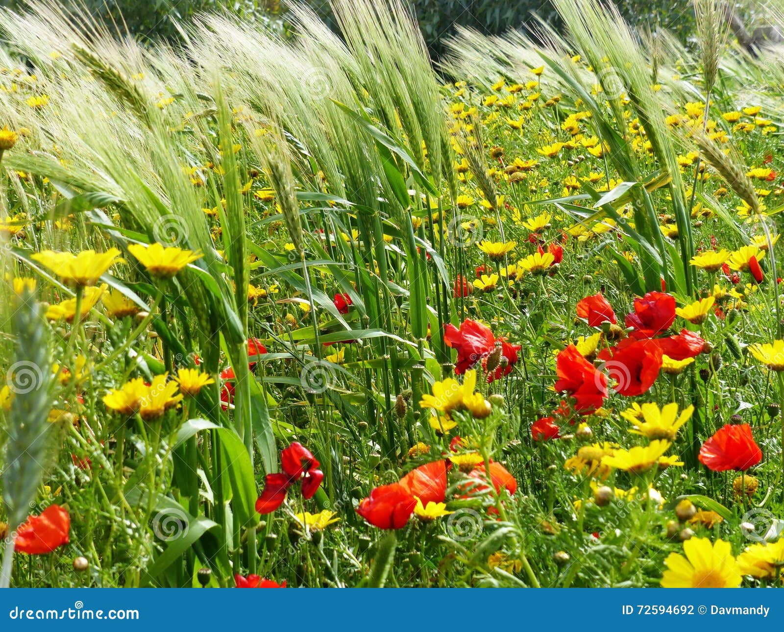 Mediterranean Spring stock photo. Image of bloom, macro - 72594692