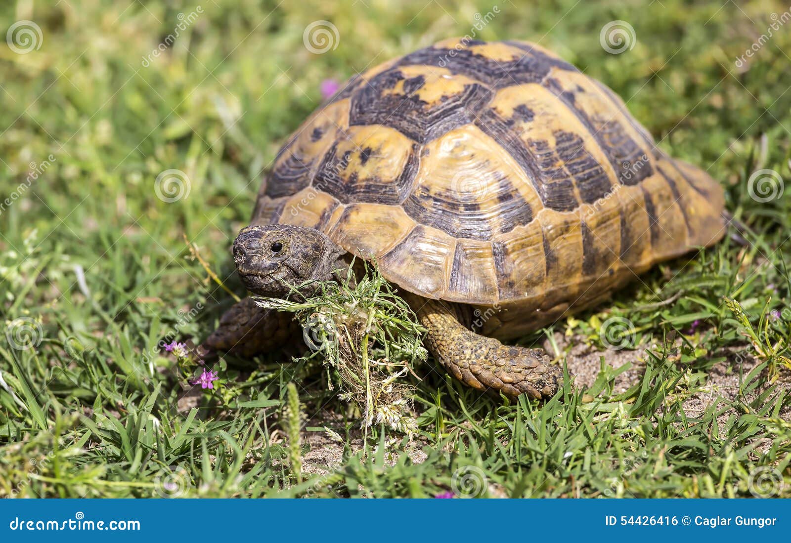 Mediterranean Spur-thighed Tortoise Crawling Stock Photo - Image of ...