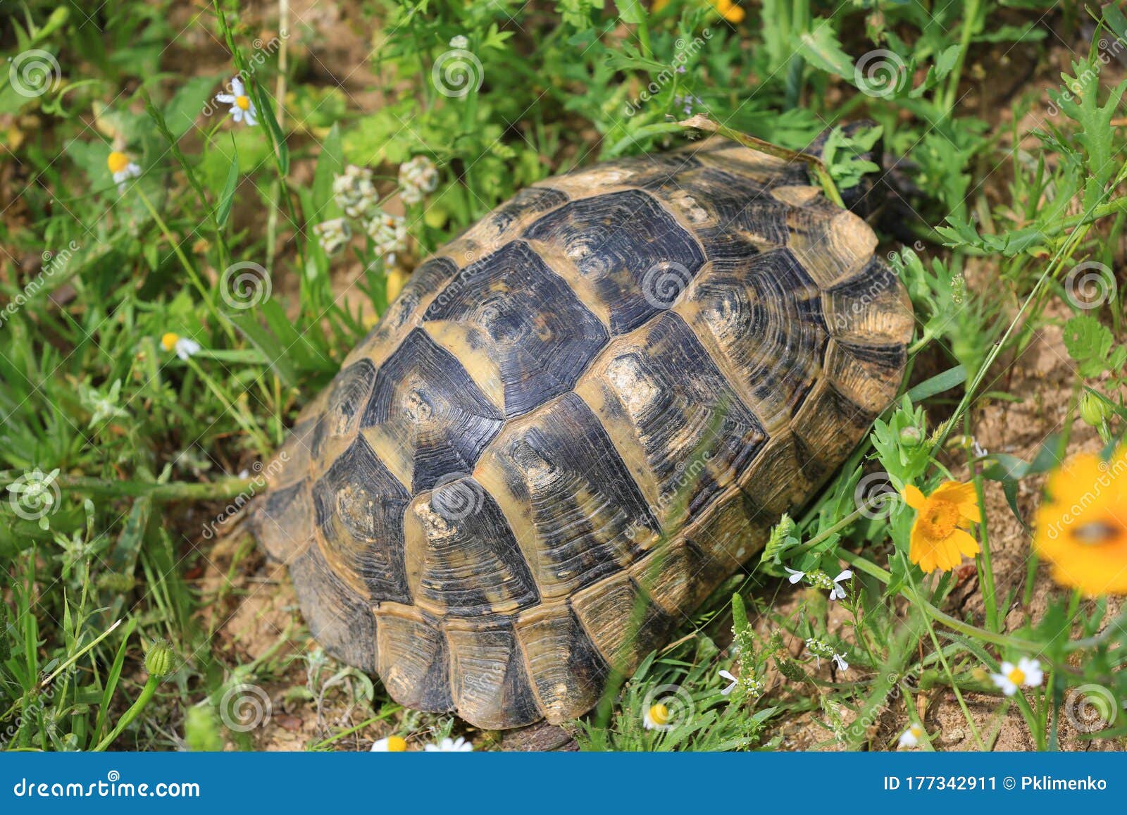 Mediterranean Tortoise Shell Stock Image - Image of carapace, kruger ...