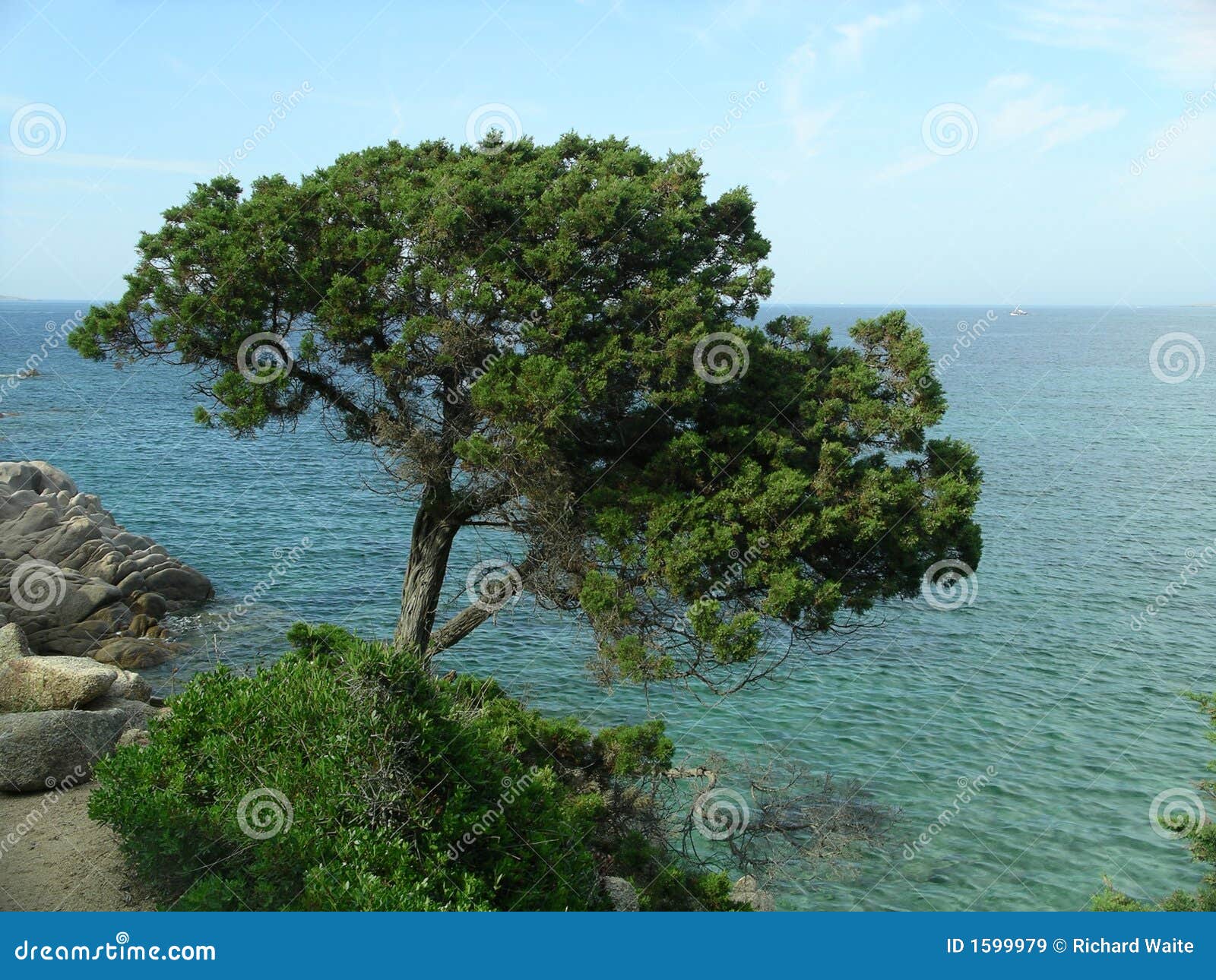 Mediterranean tree stock image. Image of tree, mediterranean - 1599979