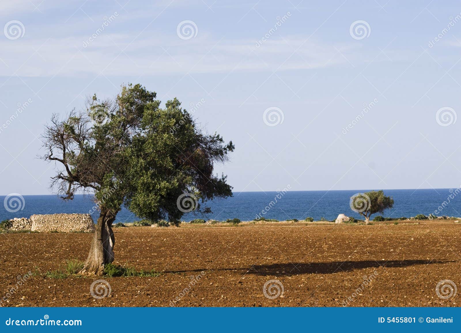 Mediterranean tree. stock image. Image of farming, backdrop - 5455801