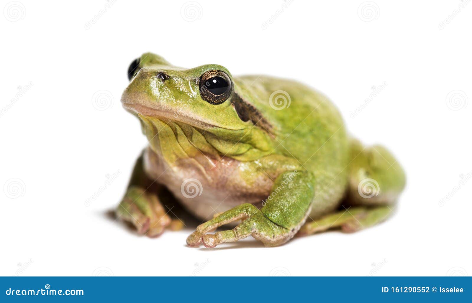 Mediterranean Tree Frog, Hyla Meridionalis Stock Photo - Image of ...