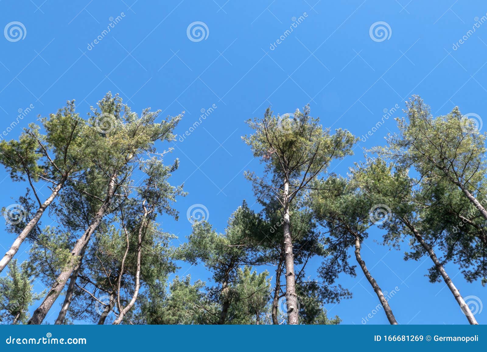 Mediterranean trees stock image. Image of blue, bark - 166681269