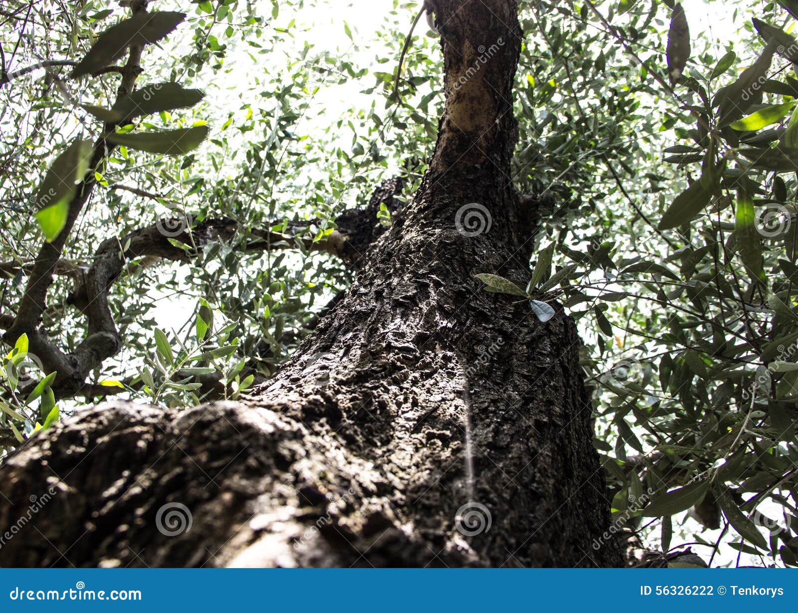 Mediterranean Trees stock photo. Image of tree, leaf - 56326222
