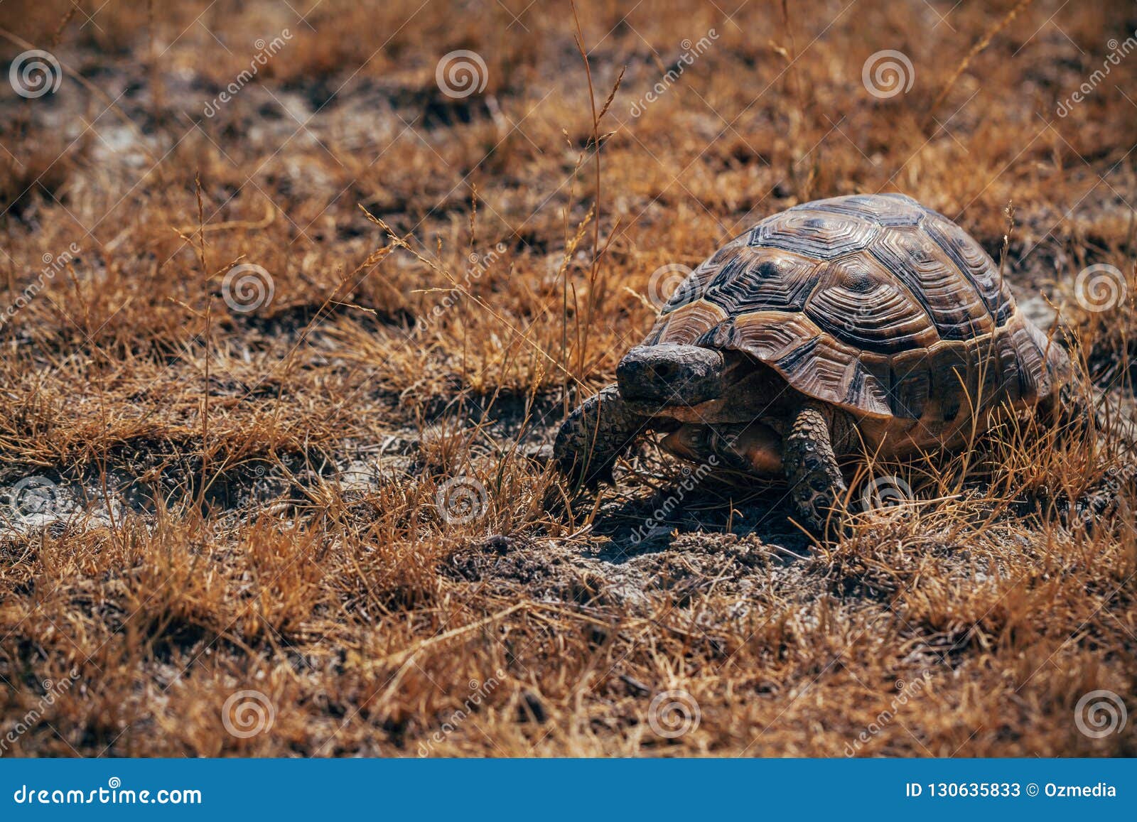Mediterranean Turtle on Dry Grass in Summer at Turkey Stock Image ...
