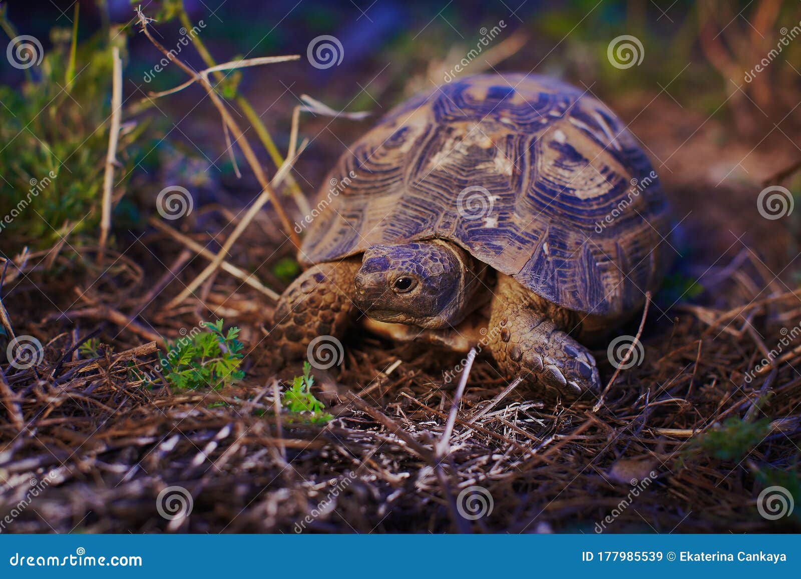 Mediterranean Turtle in Wild Nature Stock Image - Image of greek ...