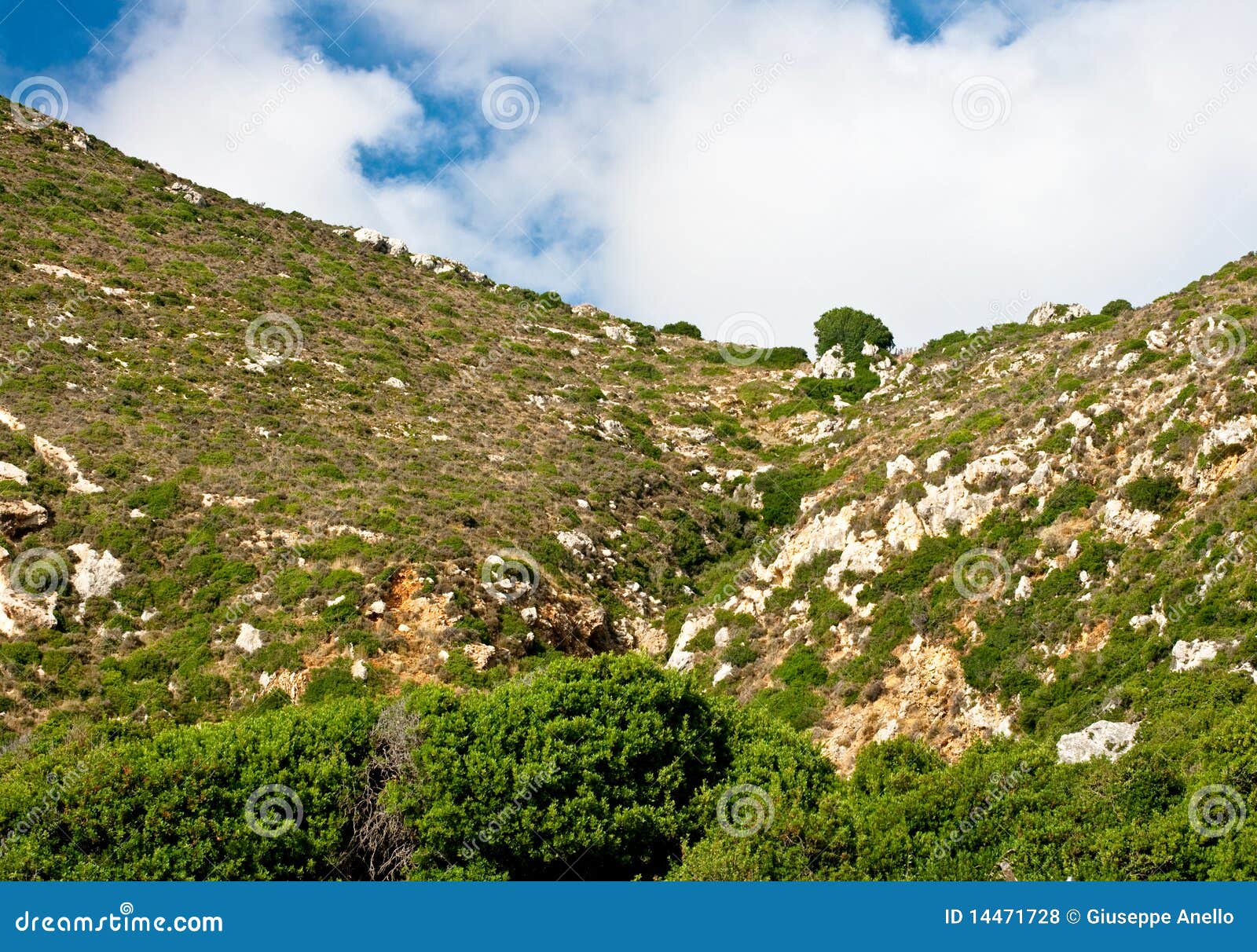 Mediterranean Vegetation Royalty Free Stock Photos - Image: 14471728