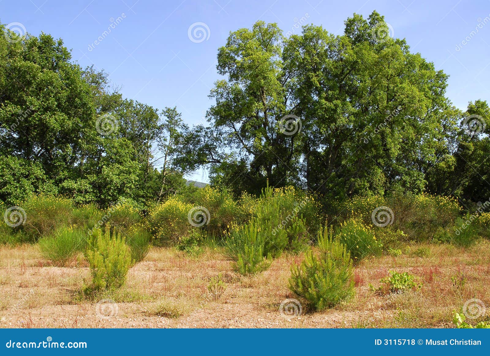 Mediterranean vegetation stock photo. Image of green, dryness - 3115718