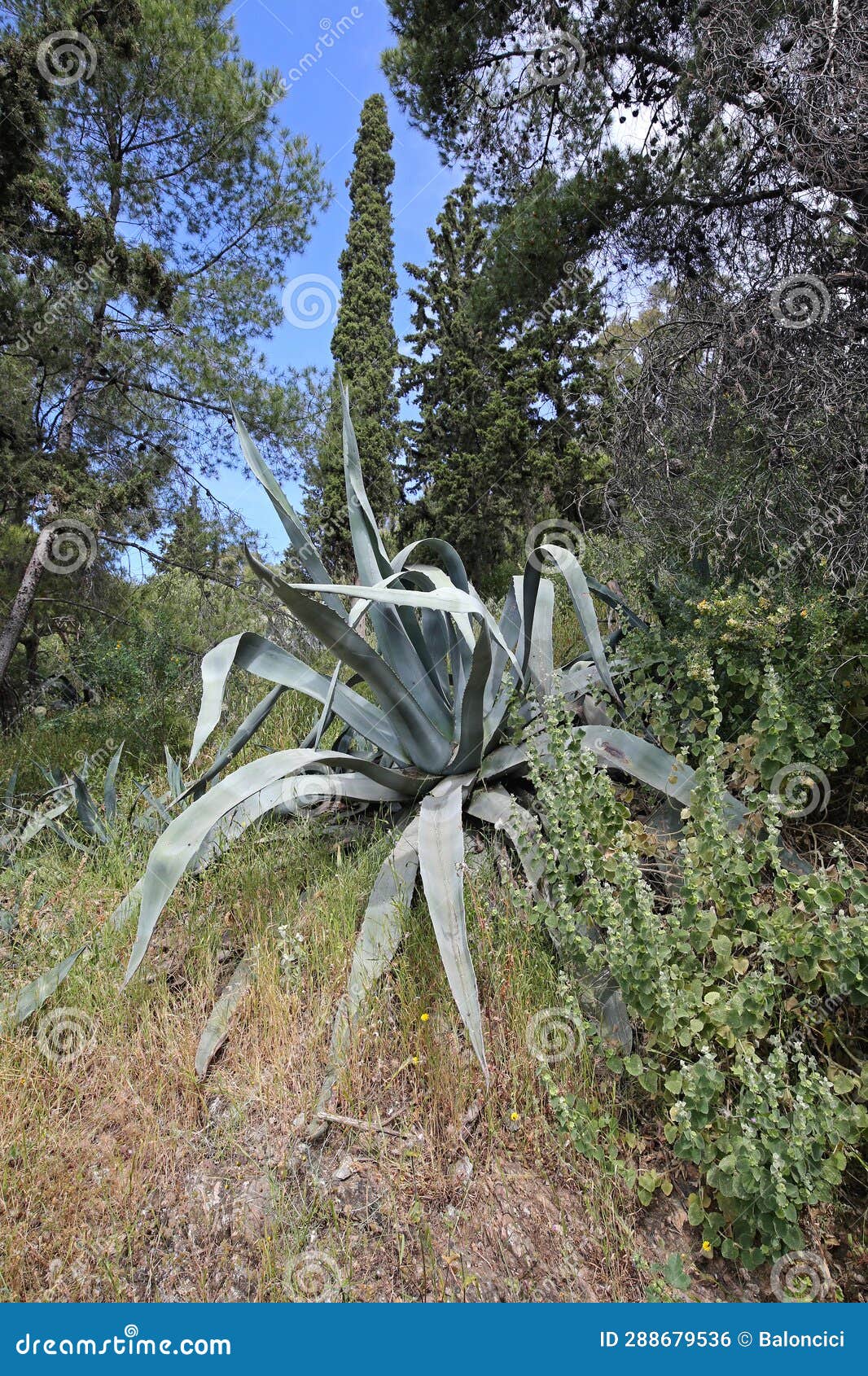 Mediterranean Vegetation Cactus Stock Photo - Image of evergreen ...