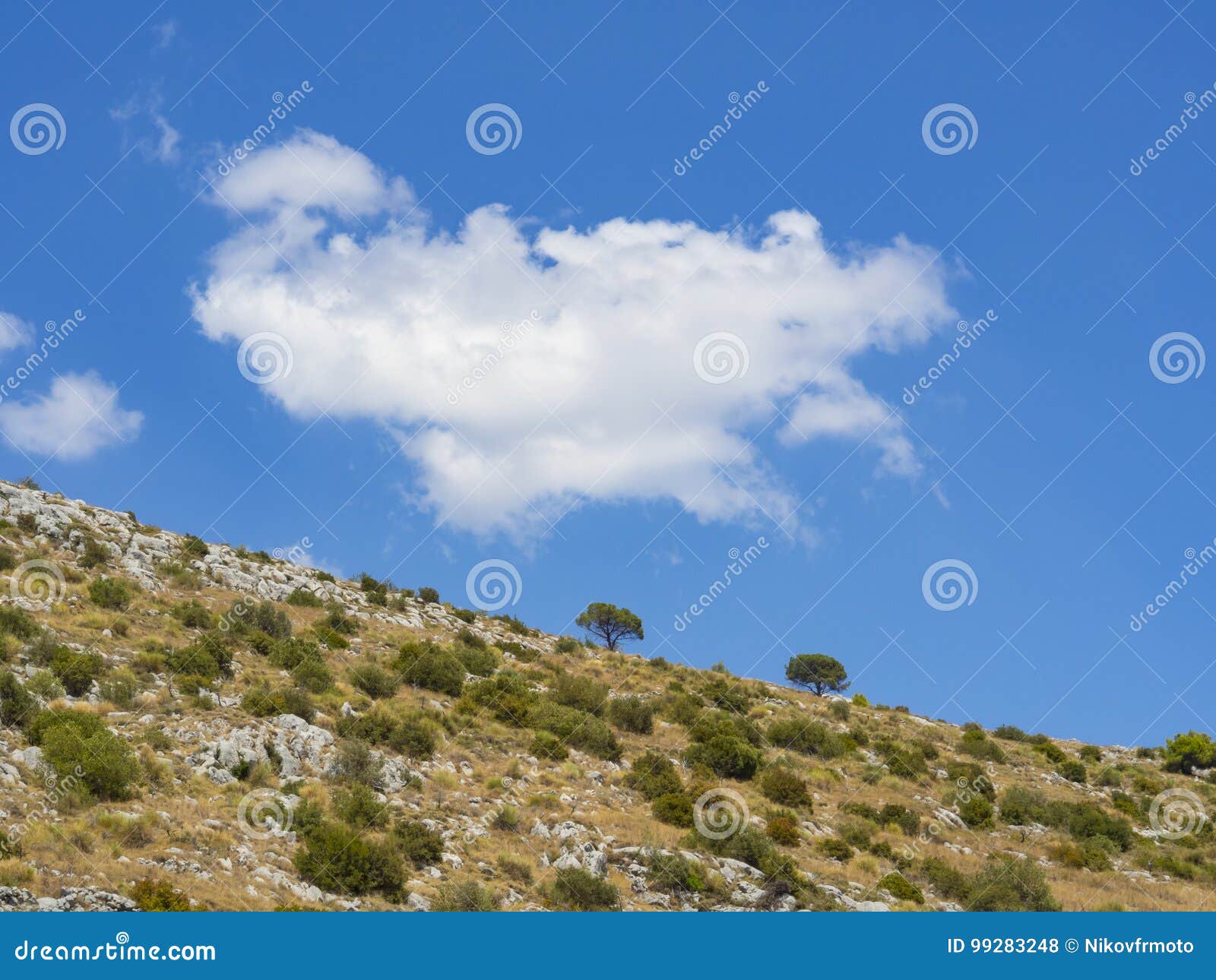 Mediterranean vegetation stock photo. Image of mediterranean - 99283248
