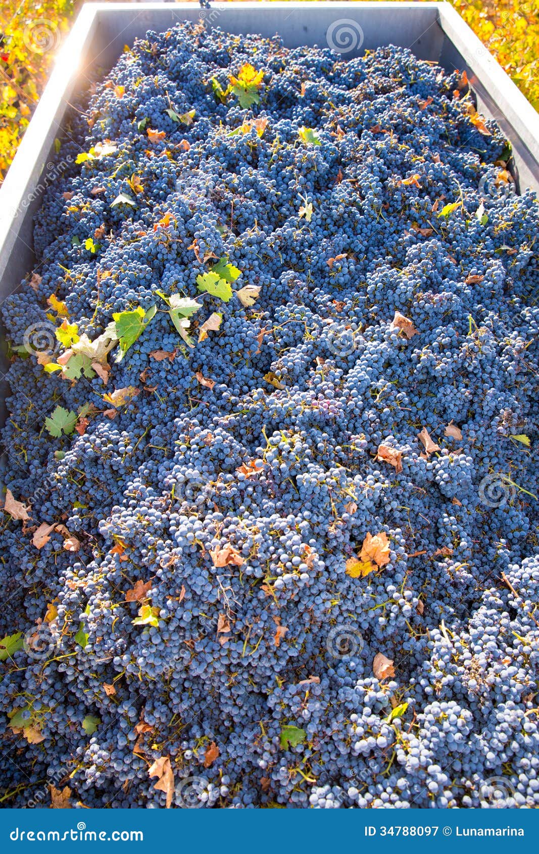 Mediterranean Vineyard Harvest Cabernet Sauvignon Grape Field Stock ...