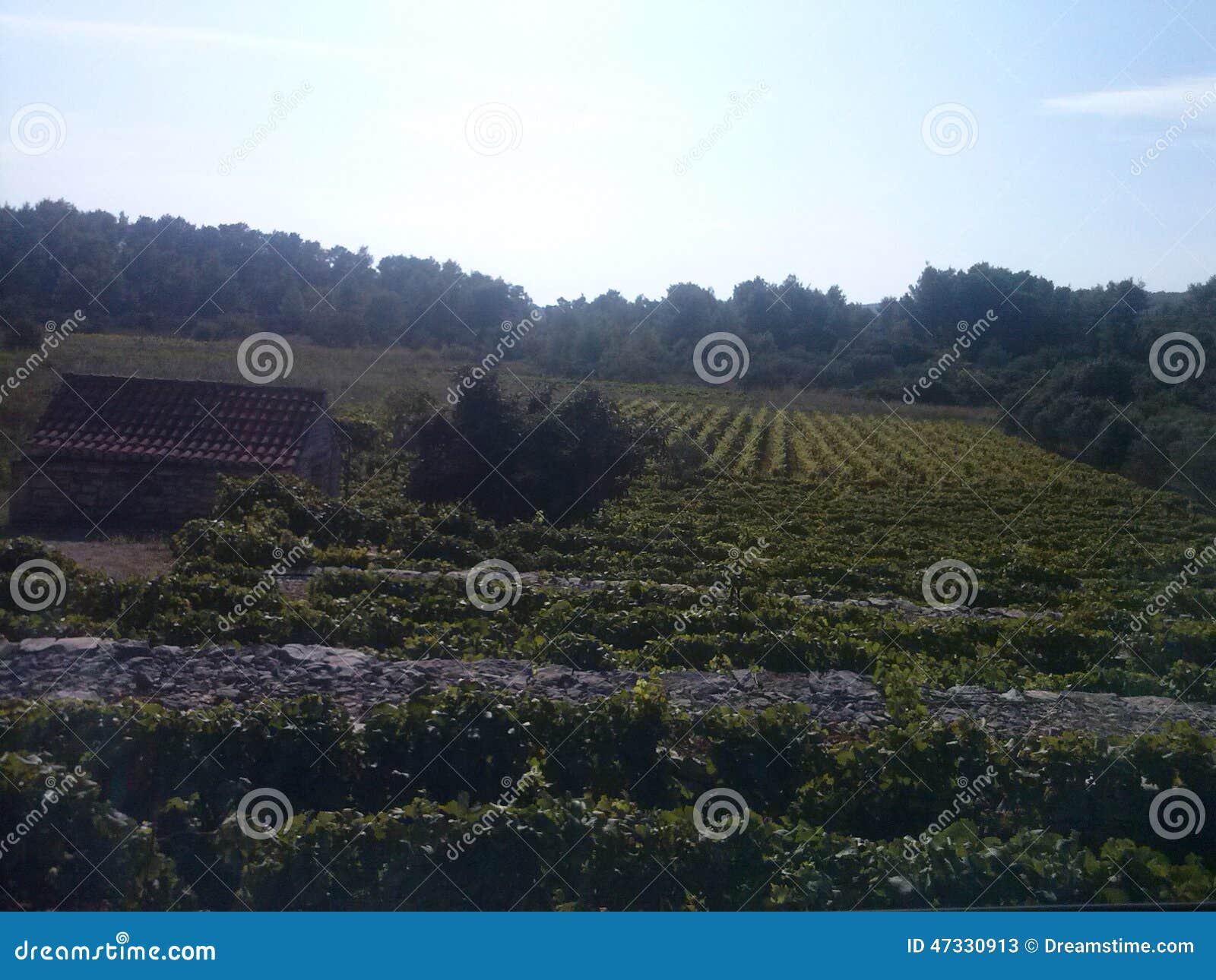 Mediterranean vineyard stock image. Image of nature, summer - 47330913
