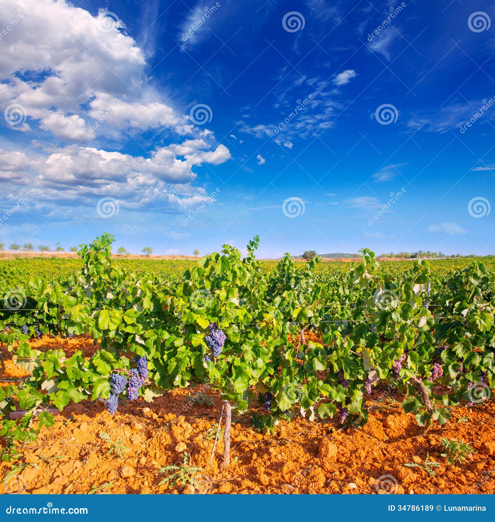 Mediterranean Vineyards in Utiel Requena at Spain Stock Image - Image ...