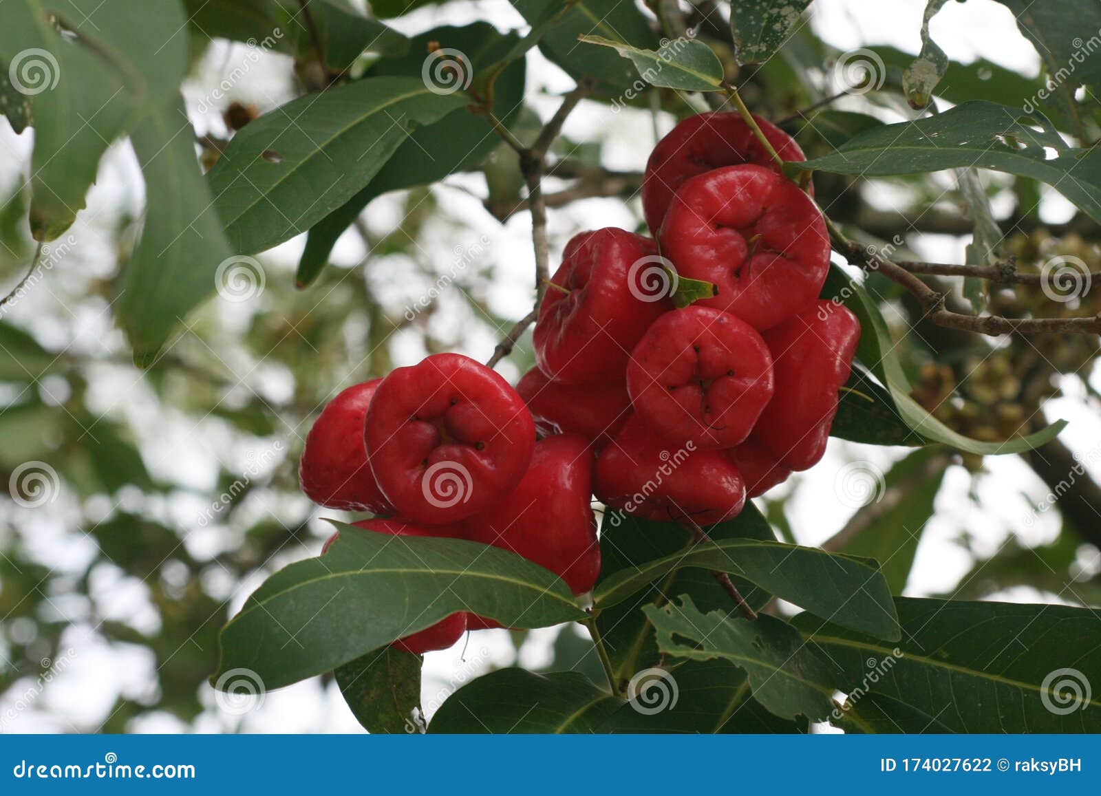 Medium Close Up of Bright Red Rose Apples Stock Photo - Image of ...