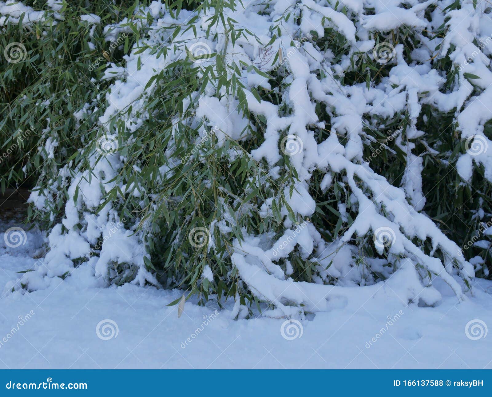 Medium Close Up of a Leafless Pine Tree with the Twigs and Branches All ...