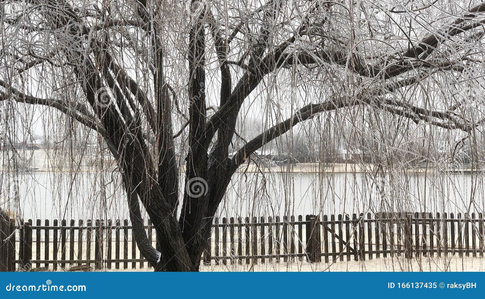 Medium Close Up Shot of a Willow Tree with Ice-covered Branches and ...