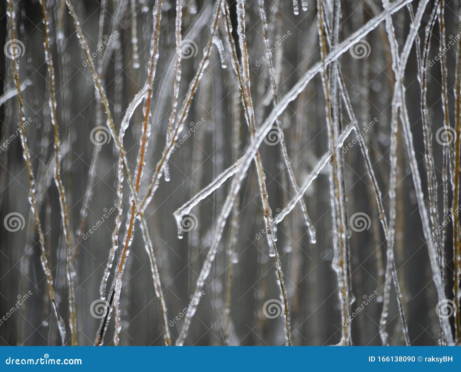 Close Up of Willow Tree Twigs Covered with Ice Stock Photo - Image of ...