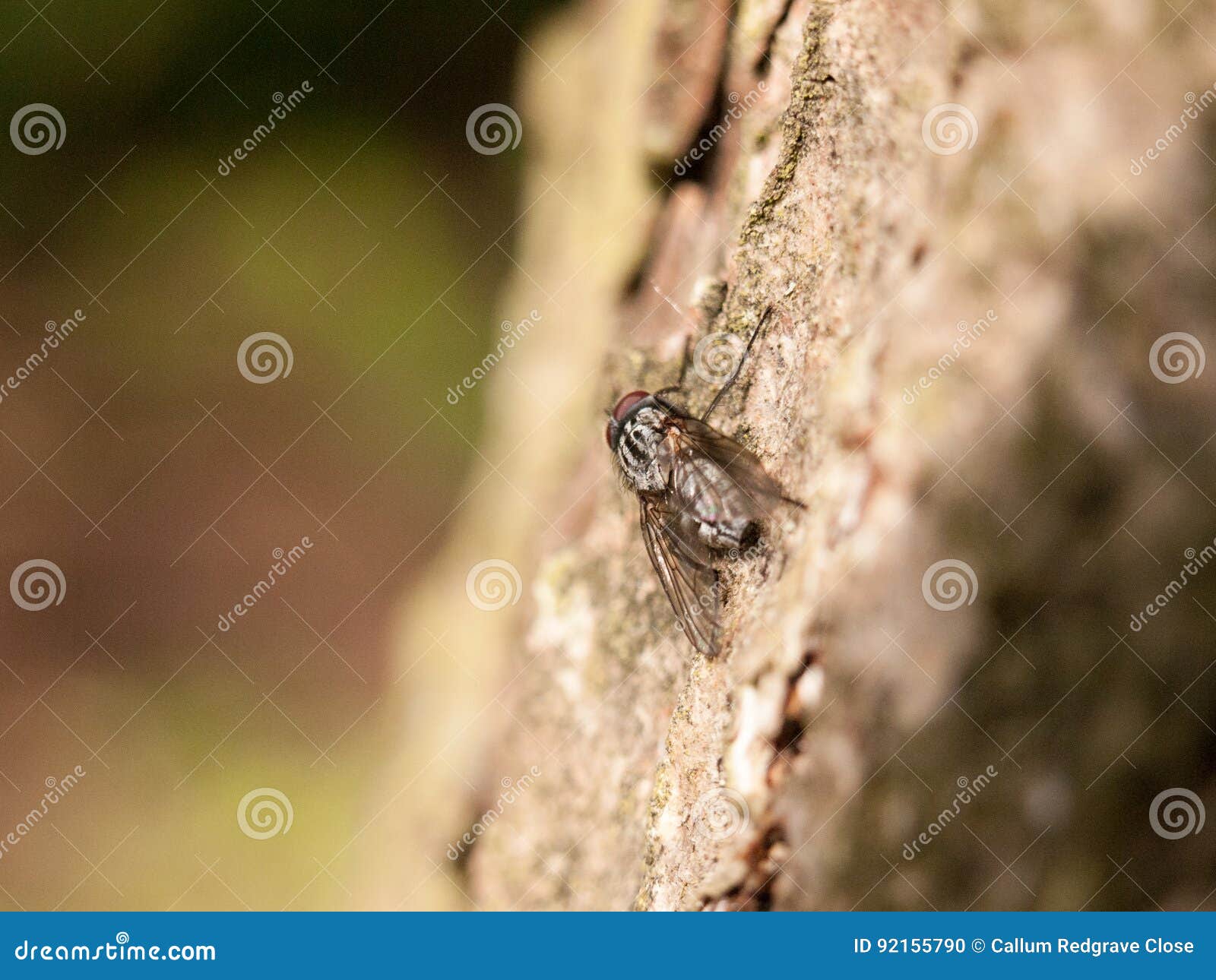A Medium Fly Resting on the Tree Bark Motionless Outside in Fore Stock ...