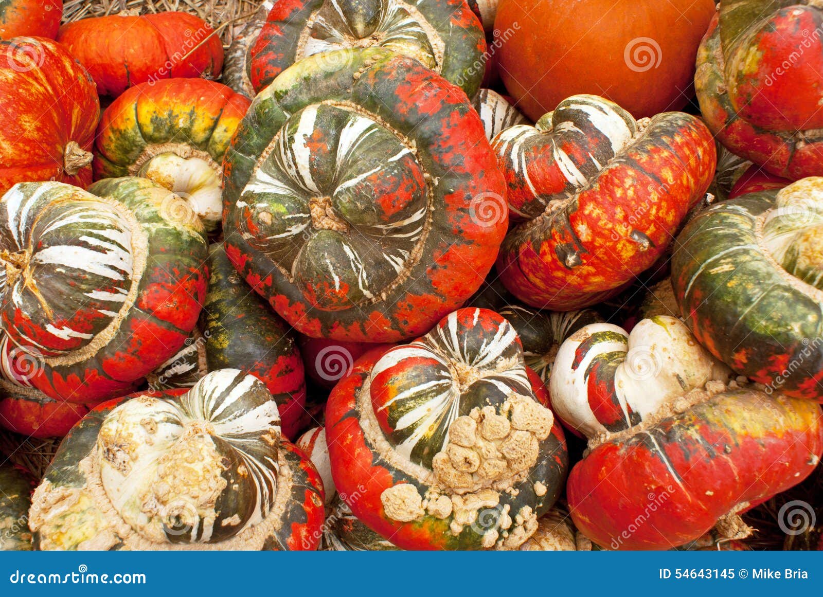 Medium Gords stock image. Image of autumn, stem, gords - 54643145