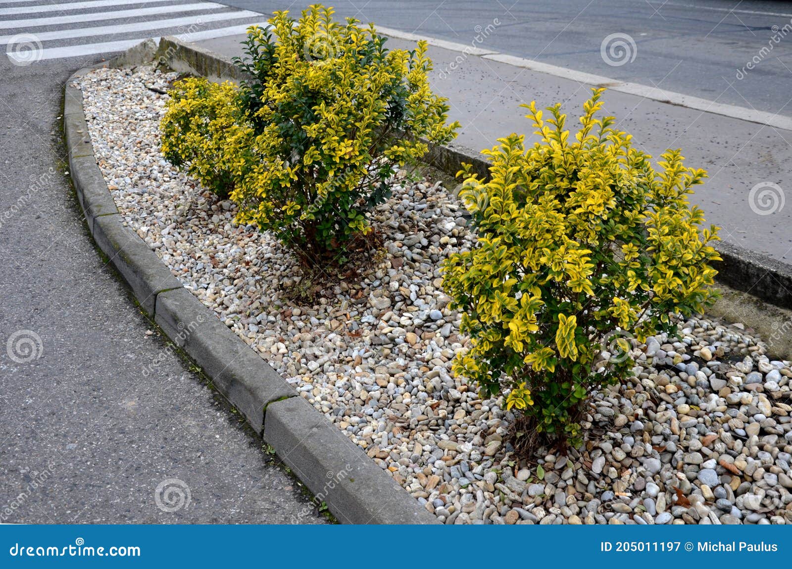 Medium-growing Shrub, Growing To a Height of 2 M and Approximately the ...