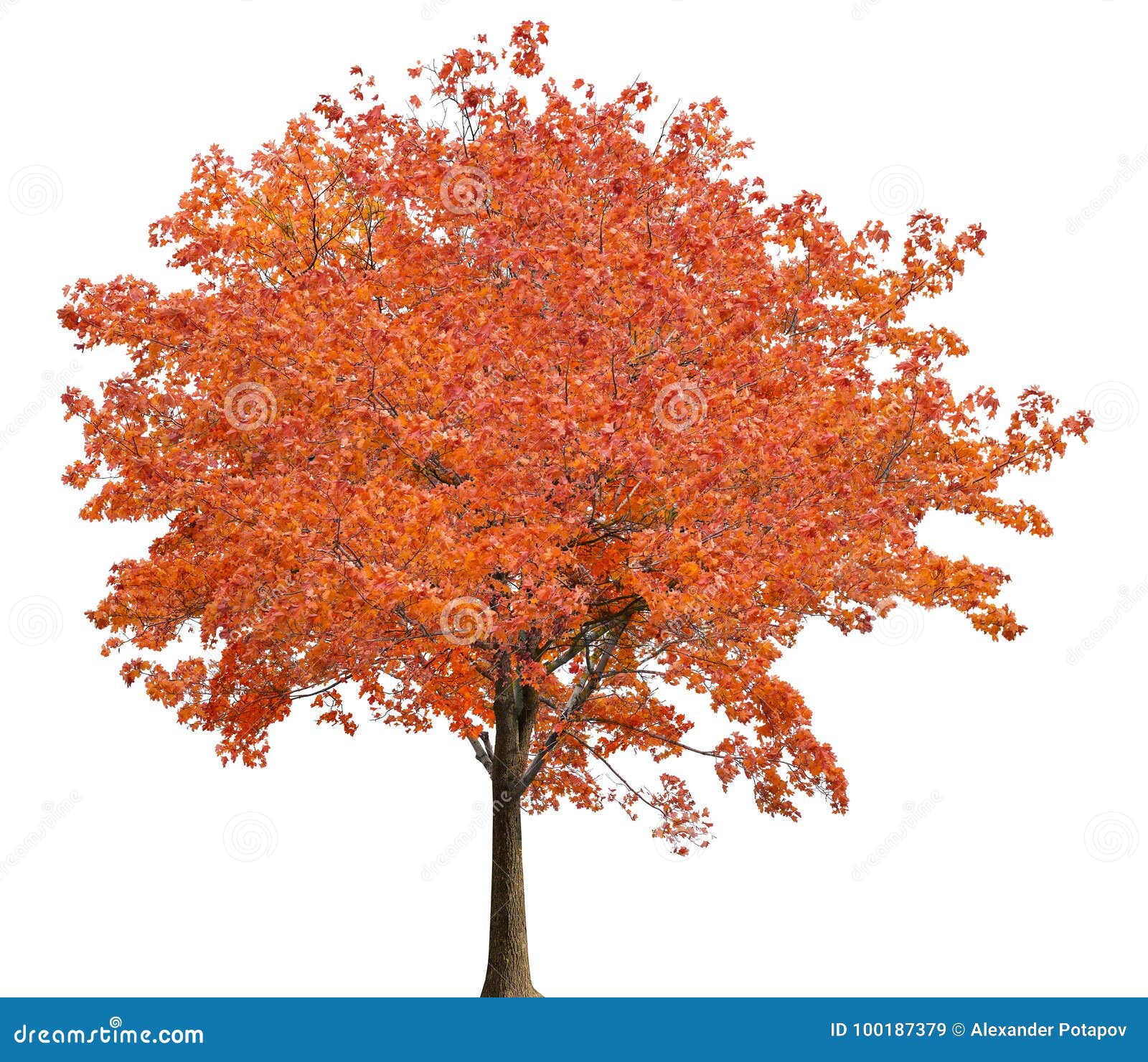 Medium Lush Red Maple Isolated Ob White Stock Image - Image of plant ...
