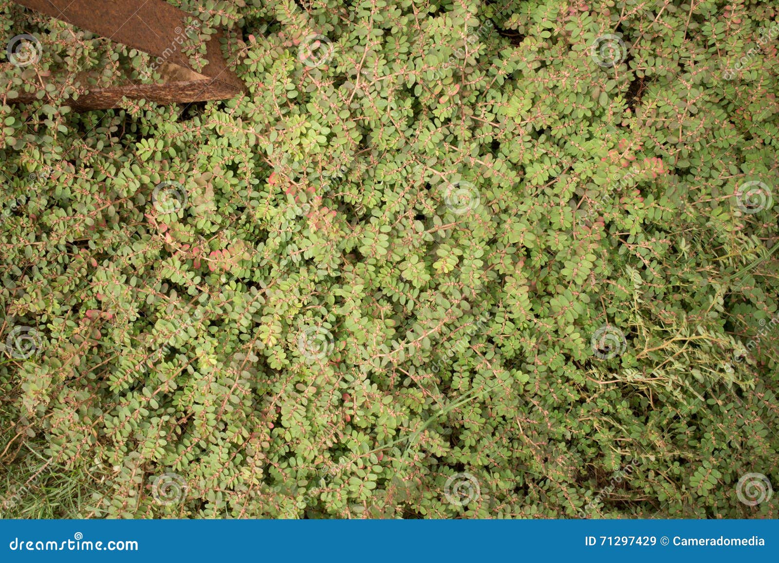 Medium Overhead View Green Ground Level Vegetation Stock Photos - Free ...