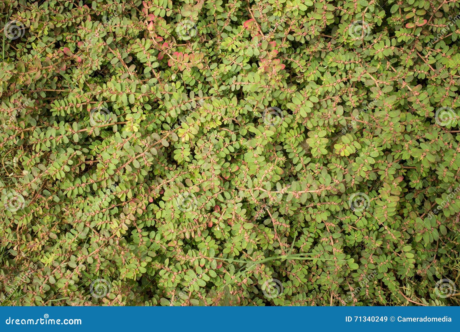 Medium Overhead View of Green Ground Level Vegetation Stock Image ...