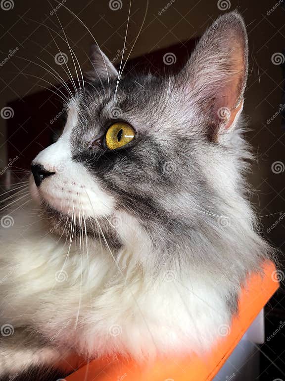 Medium persian grey stock image. Image of medium, grey - 283676823