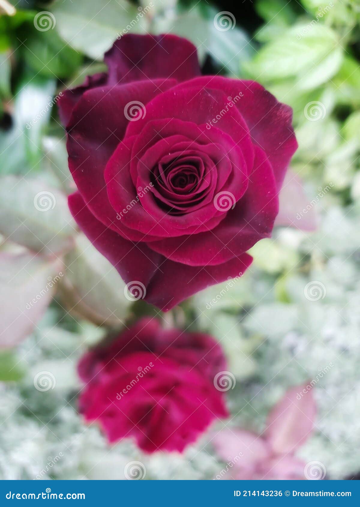 Medium Roses in Bloom Have a Very Charming Red Color Stock Photo ...