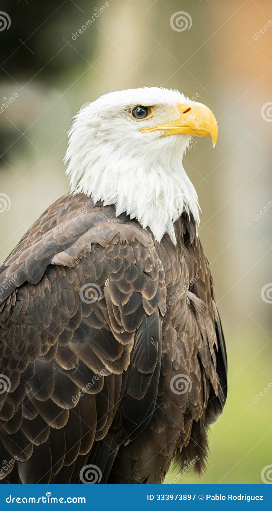 Medium Shot of a Bald Eagle with a Natural Background and Adapted To Its Environment Stock Image ...