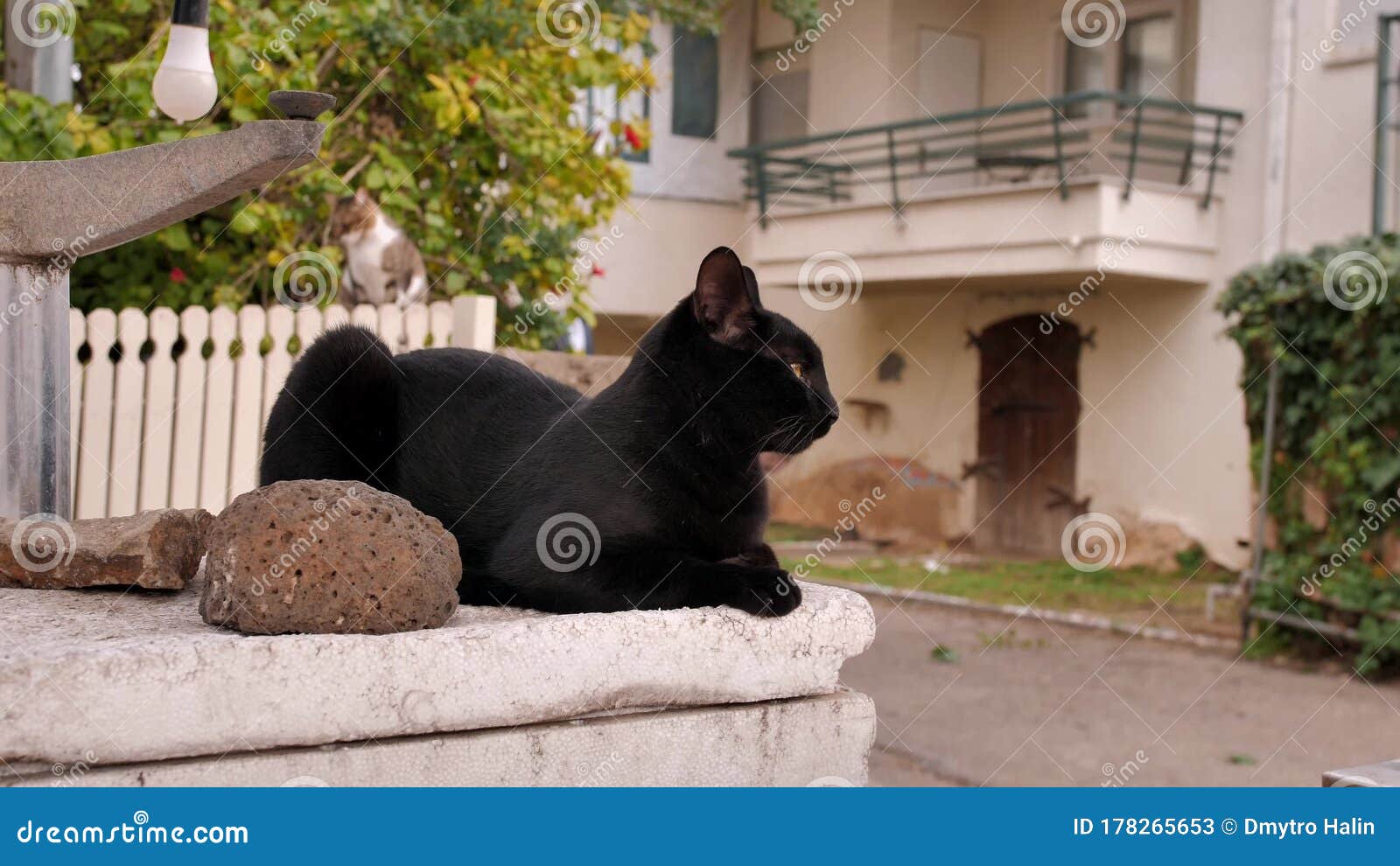 Medium Shot of a Beautiful Stray Black Cat with Brown Eyes Looking at ...