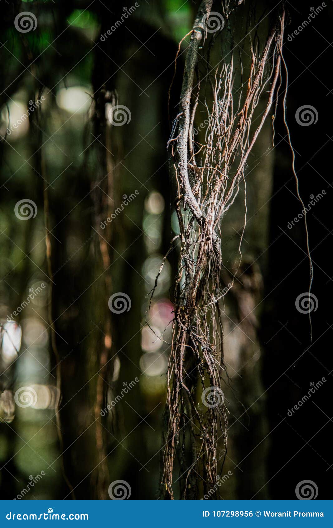 Medium Shot Dark Root Tree in the Forest with Bokeh Background Stock ...