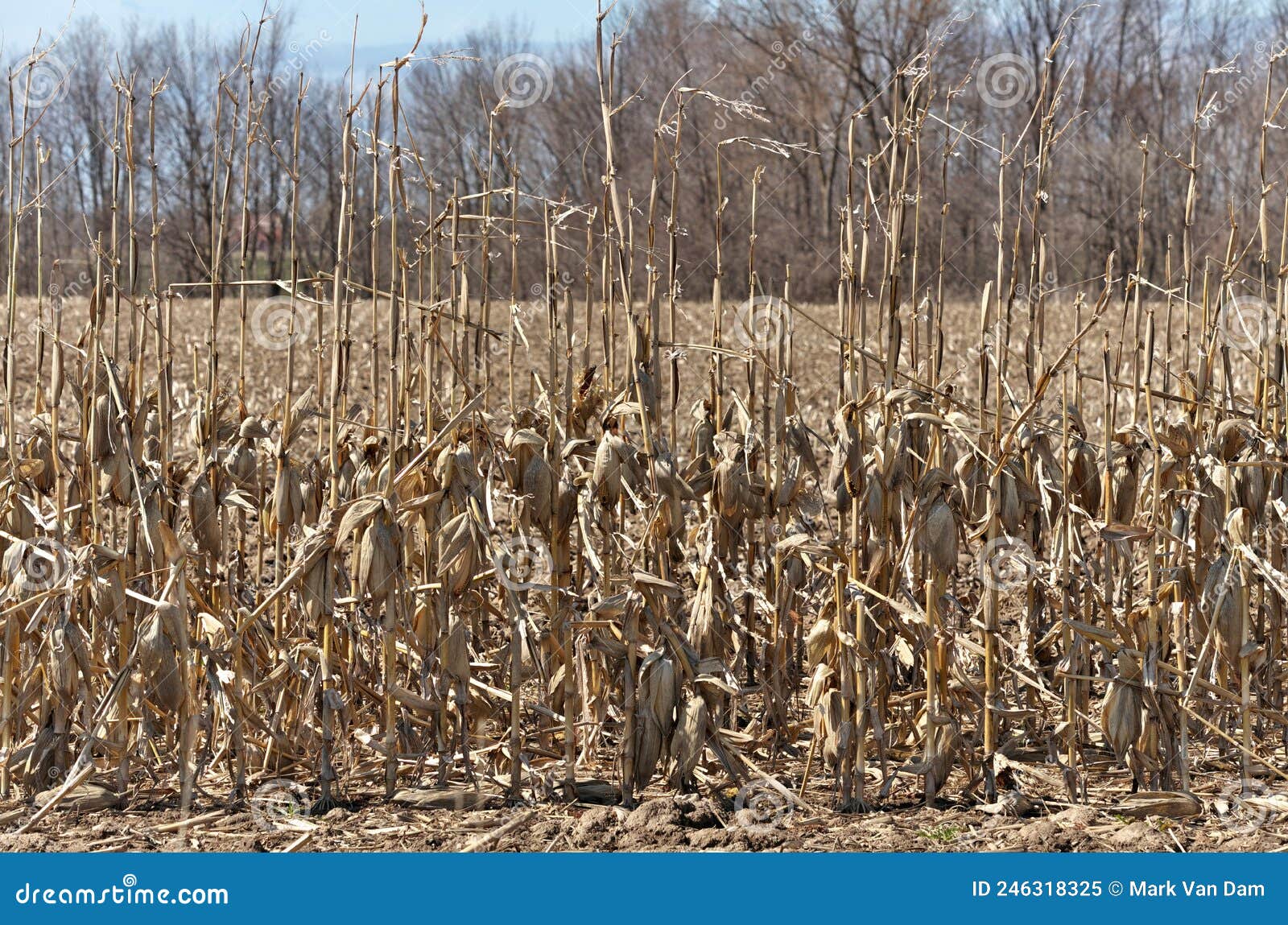 Medium Shot of Dead Cornstalks and Corn Cobs in Farm Field in Spring ...