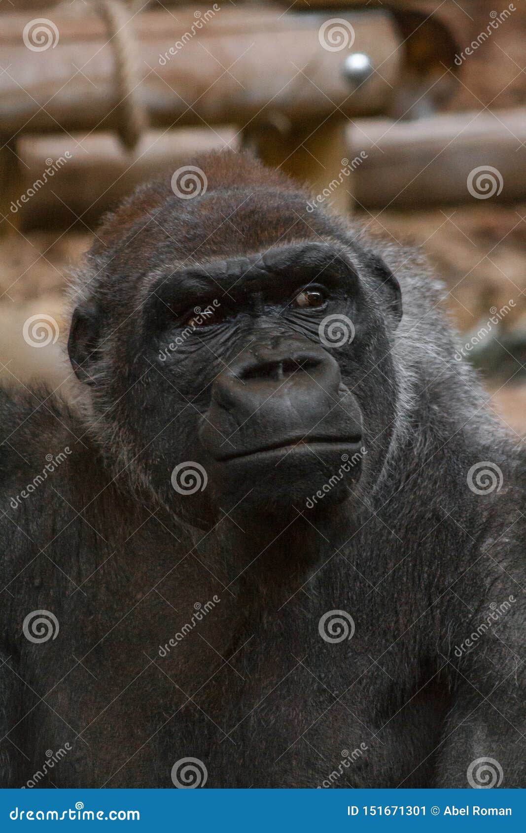 Beautiful Short Shot of a Gorilla Troglodytes Gorilla Looking at ...