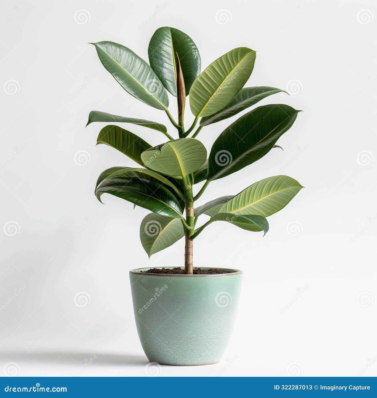 Medium Shot of a Potted Rubber Tree Plant Isolated on White Background ...