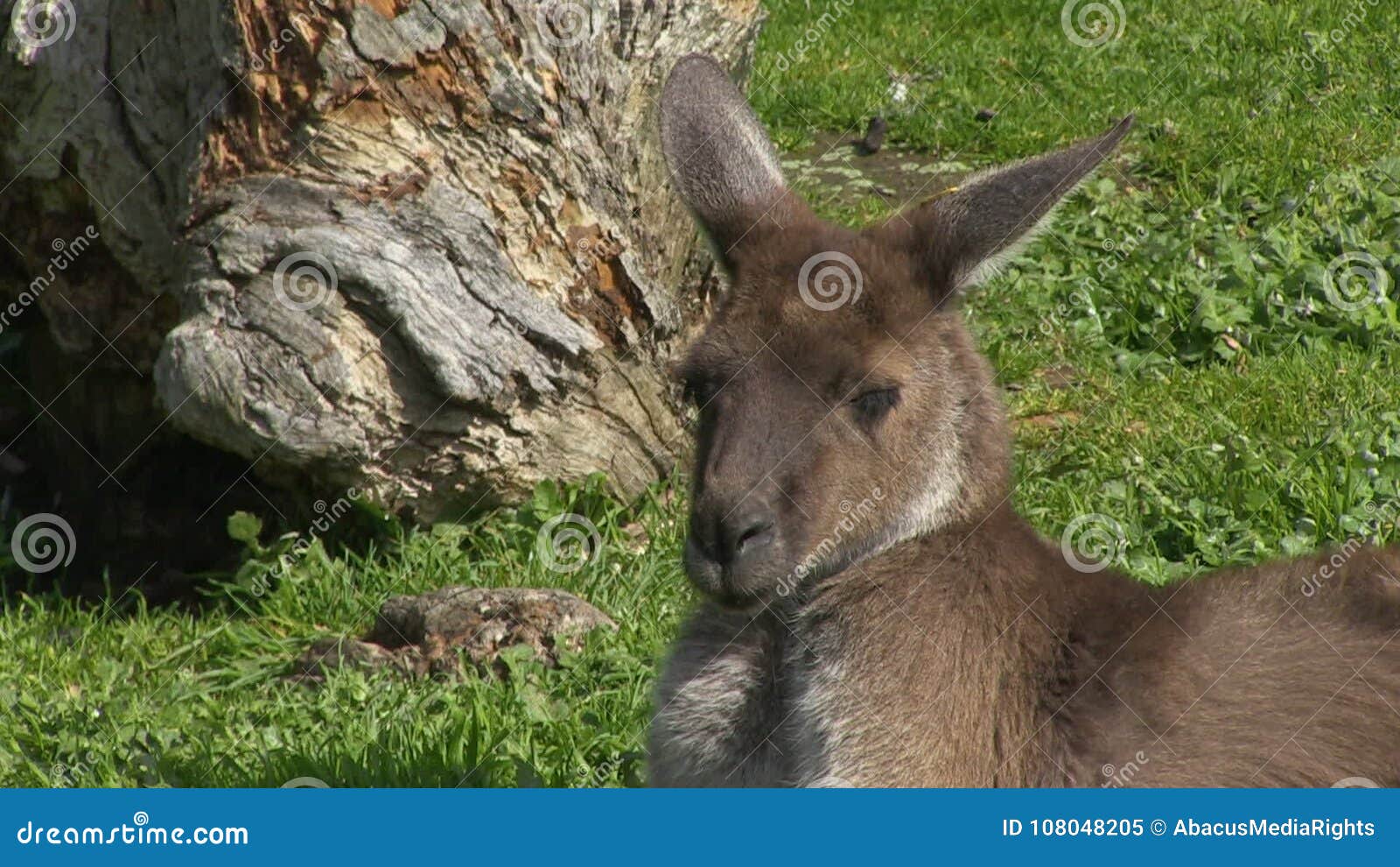 Sleeping Kangaroo Stock Footage & Videos - 23 Stock Videos