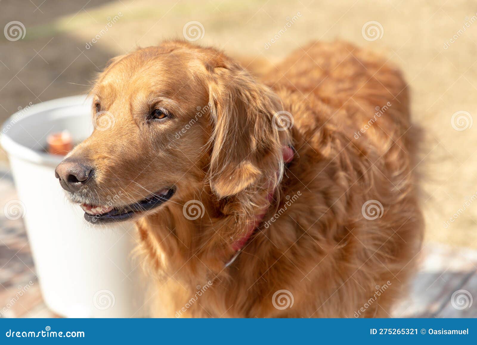 A Medium Shot To a Golden Retriever while Walking Stock Image - Image ...