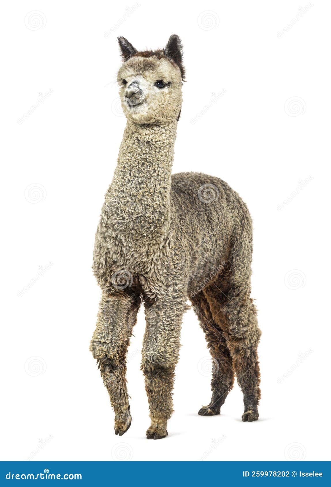 Medium Silver Grey Alpaca - Lama Pacos, Isolated on White Stock Photo ...
