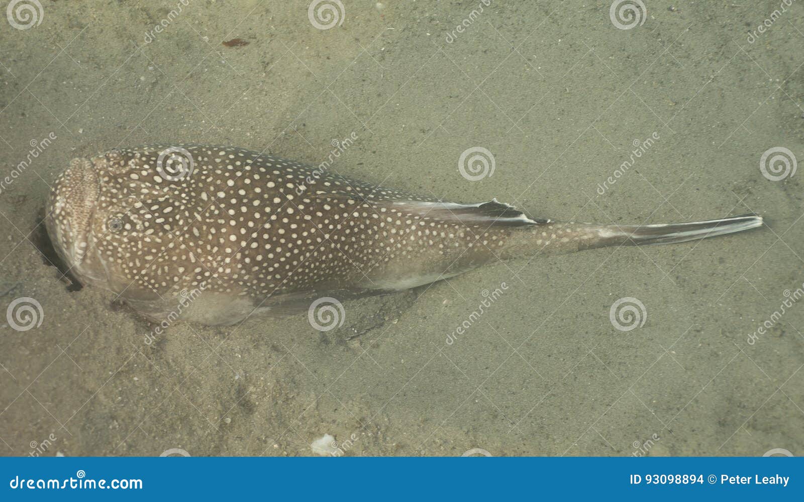 A Medium Size Fish Lying in the Sand. Stock Photo - Image of swim ...