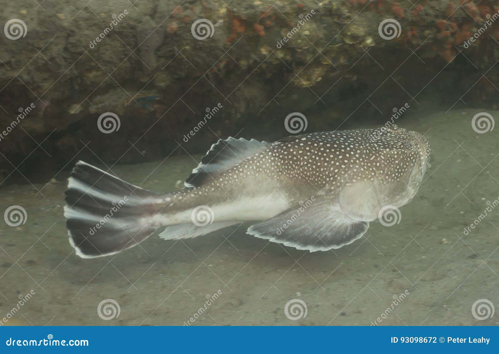 A Medium Size Fish Swimming in the Water Stock Photo - Image of ...