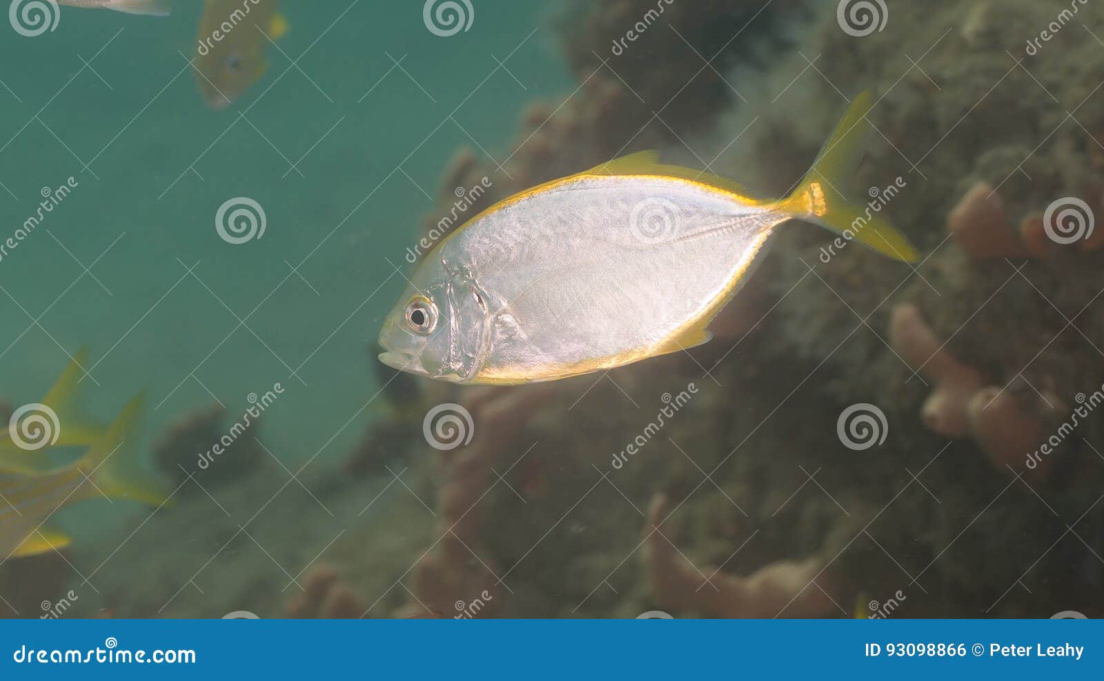 A Medium Size Fish Swimming in the Water Stock Photo - Image of ...