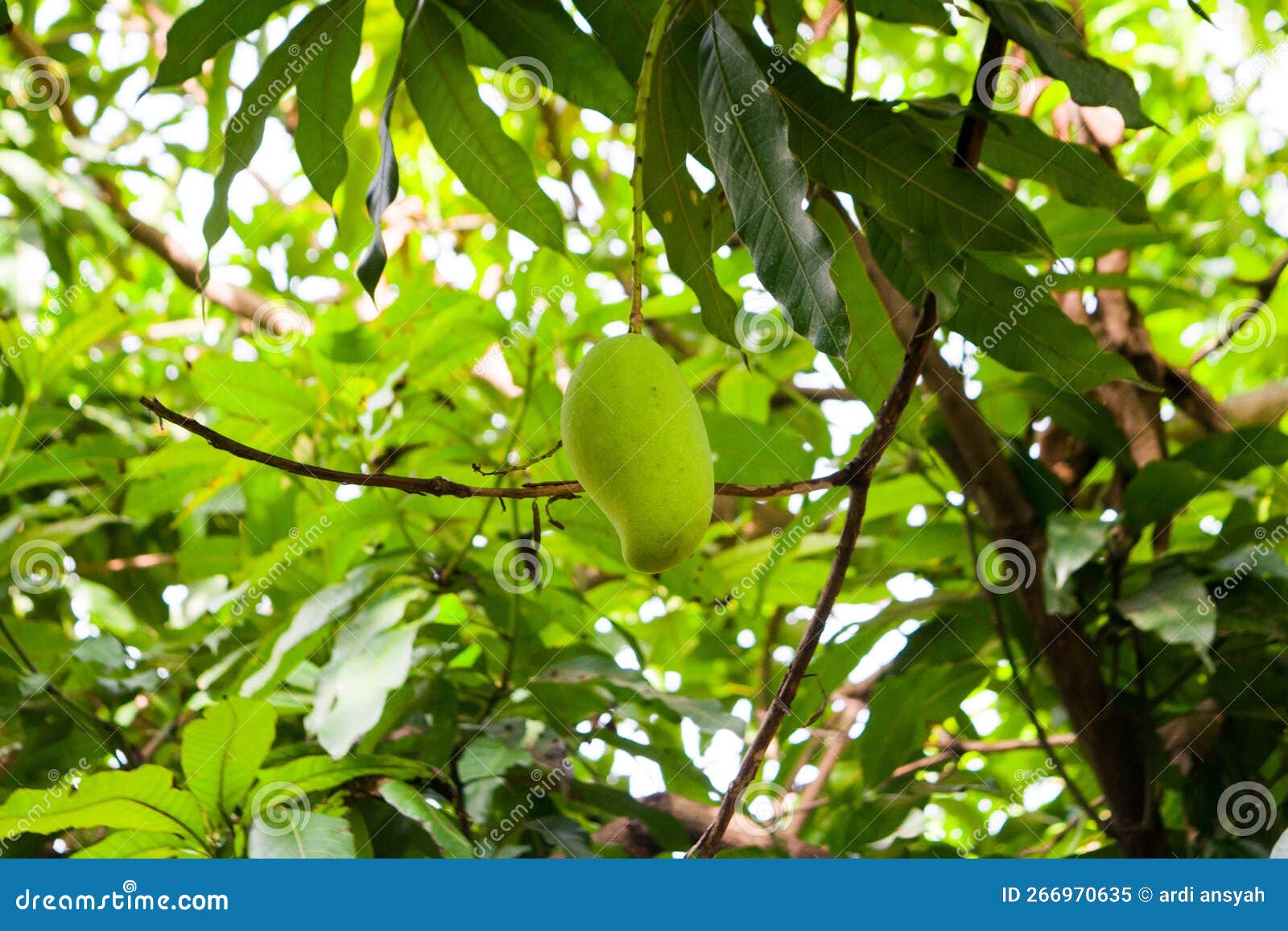 Medium Size Green Raw Mango Fruit on Mango Tree at Mango Plantation ...